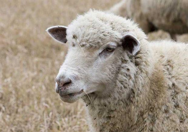 Biləsuvarda qoyun oğruları tutuldu